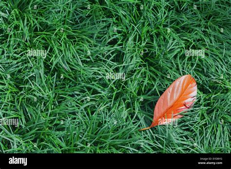 Single Fallen And Wilted Tree Orange Leaf With Textured Veins On The