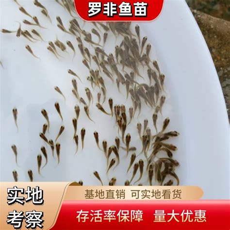 罗非鱼苗批发 广东茂名高州市罗非鱼苗 002元个罗非鱼苗 一亩田