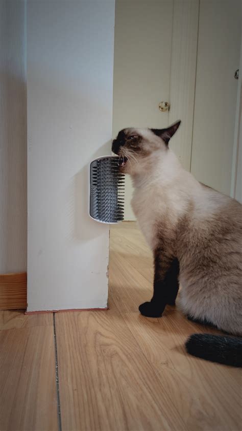 혼란을 틈타 오늘 유미 조공 짤 롤 리그 오브 레전드 에펨코리아