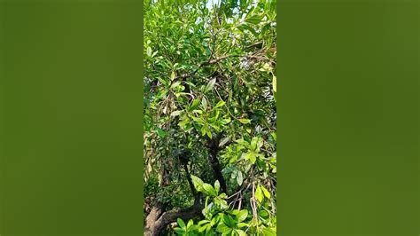 पहाड़ी फल काफल खाने में बेहद स्वादिष्ट लगते हैं ️गांव की Lifestyle