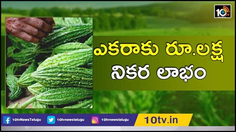 ట్రెల్లిస్ పై కాకర ఎకరాకు రూ లక్ష నికర లాభం Success Story Kakara