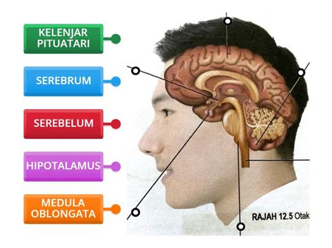 Label Bahagian Otak Manusia Labelled Diagram