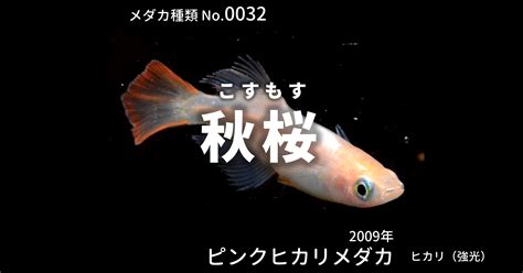 秋桜（ピンクヒカリメダカ）とは 改良メダカweb図鑑no0032 ピンク 改良メダカweb図鑑