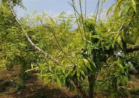 桃树黄叶的原因及对策