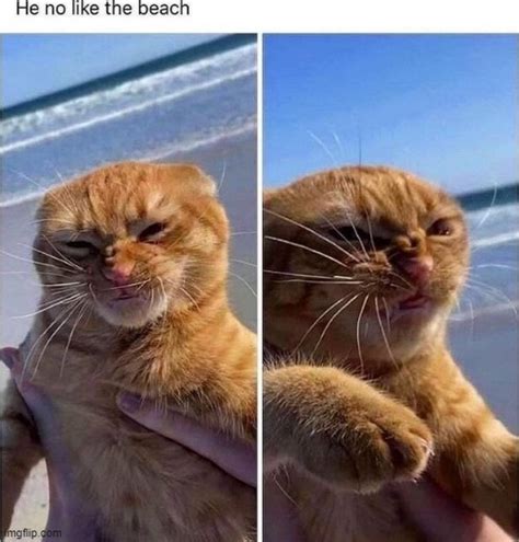 Image Tagged In Cats Imgflip