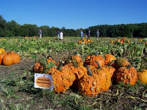 Free Images Field Farm Fall Flower Orange Farming Produce