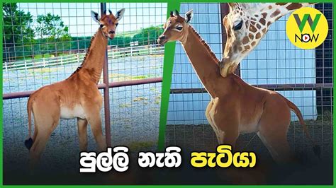 පුල්ලි නැති පැටියා Youtube