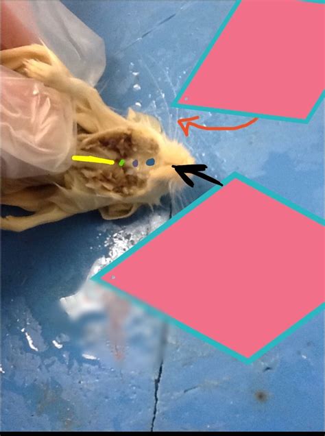 Mouse Dissection Pdf At Fred Mounce Blog