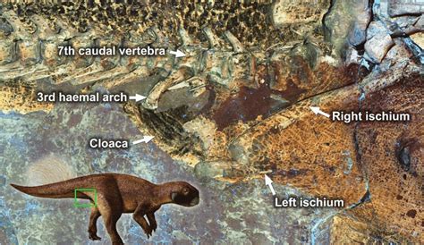 New Discovery Reveals The Secrets Of The Dinosaur Anus