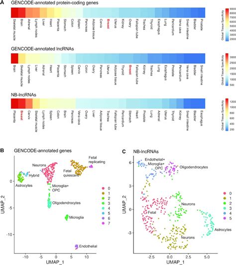文献解读 Nucleic Acids Res 发表使用lncRNA重新定义正常乳腺细胞亚群 武汉贝纳科技服务有限公司