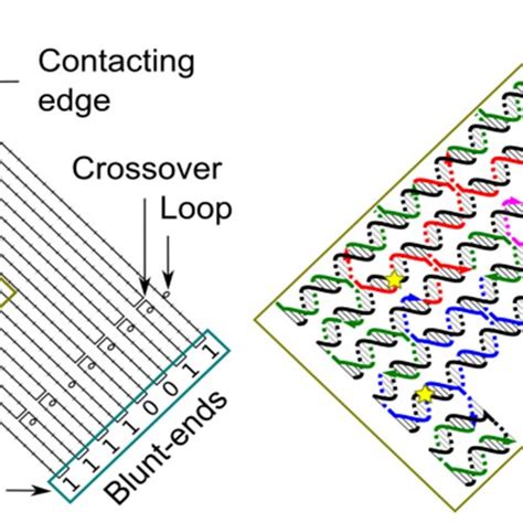 Shape Variable Building Block And Design With Dna Origami A Abstract Download Scientific