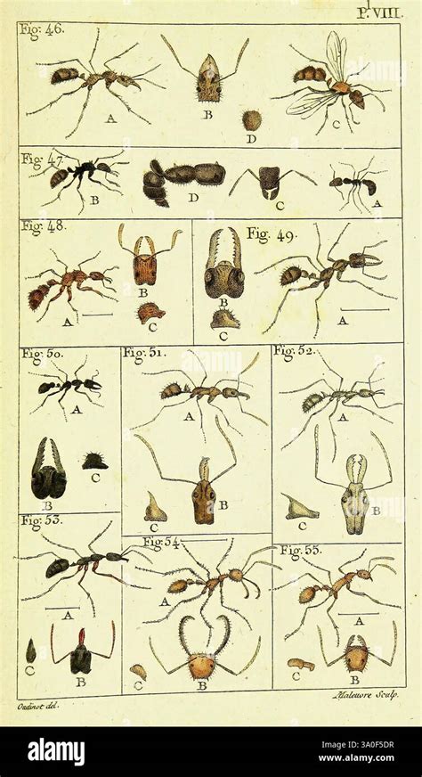 Arrangement Showcases Different Anatomical Features Hi Res Stock
