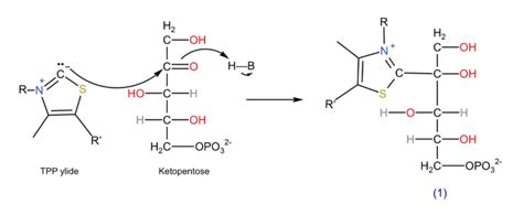 Tpp Is A Coenzyme For Transketolase The Enzyme That Catalyz Quizlet