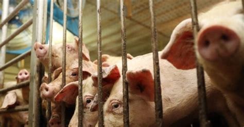 한우·육우·오리 사육 감소… 돼지·산란계는 늘어