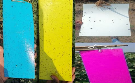 Sticky Traps In Chilly Crop Vs Thrips