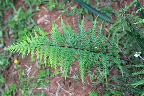 Pityrogramma Calomelanos Pteridaceae Image 44492 At