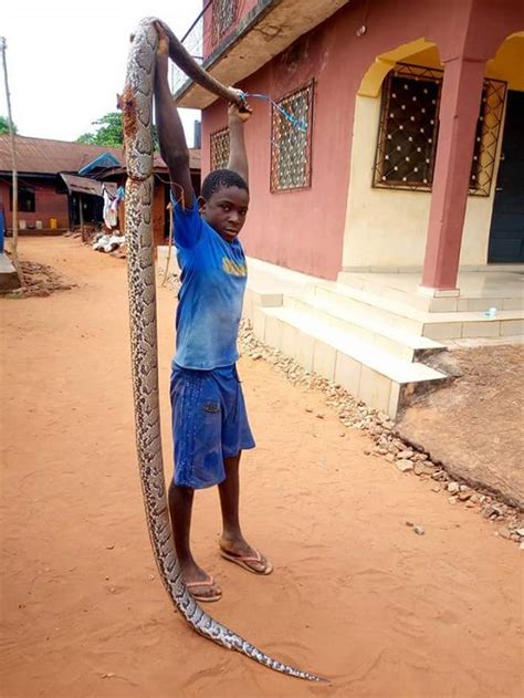 Photos 13 Year Old Boy Kills Huge Python The Ghana Guardian News