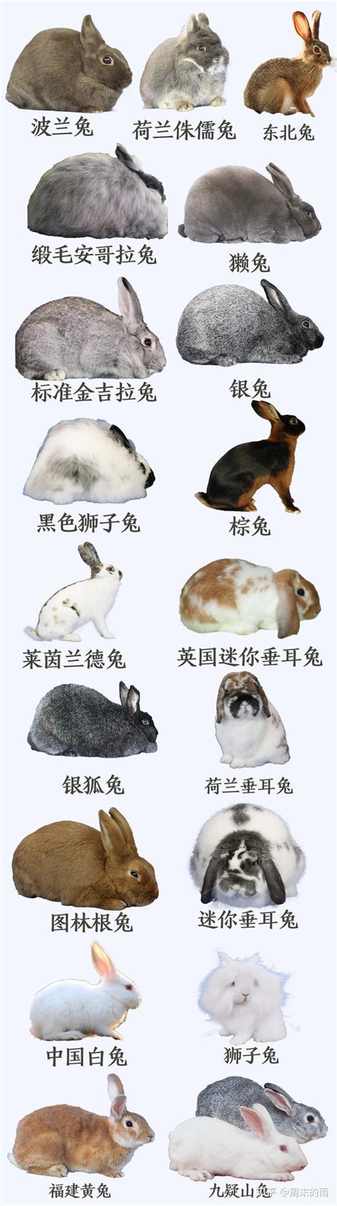兔子品种大合集，养兔人必看 知乎