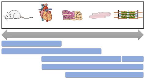 Spatial Resolution Of Multi Scale Cardiovascular Imaging Modalities