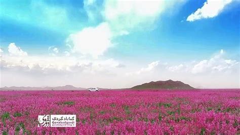 کویر عمرانی گناباد در بهار Natural Landmarks Landmarks Geography