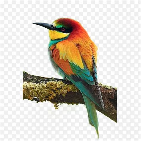 Png Png