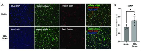 αsma Protein Expression Is Upregulated In Hlfc Cultured Under Submerged