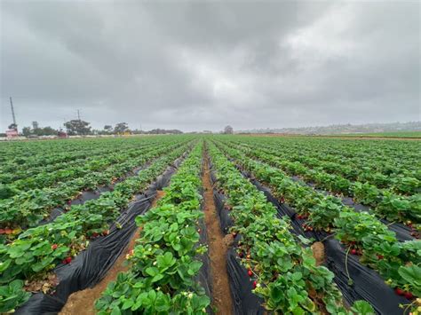 Strawberry Picking In Strawberry Field On Fruit Farm Stock Image