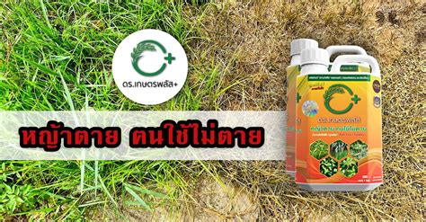 คิวแพลนท์ สารอาหารพืช บำรุงปาล์มน้ำมัน ยางพารา ทุเรียน และผลไม้ Added A คิวแพลนท์ สารอาหาร