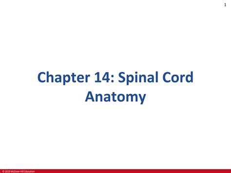 SOLUTION Spinal Cord Anatomy Lab Studypool