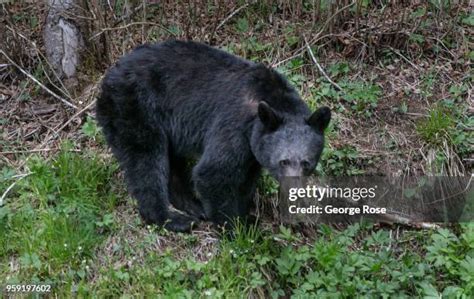 Cherokee Tennessee Photos And Premium High Res Pictures Getty Images