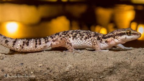 El Gecko De Lima Frente A Un Destino Incierto La Lucha Contra La