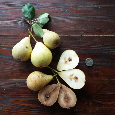 Купить семена Груша обыкновенная (дичка Полесская). Pyrus communis ...