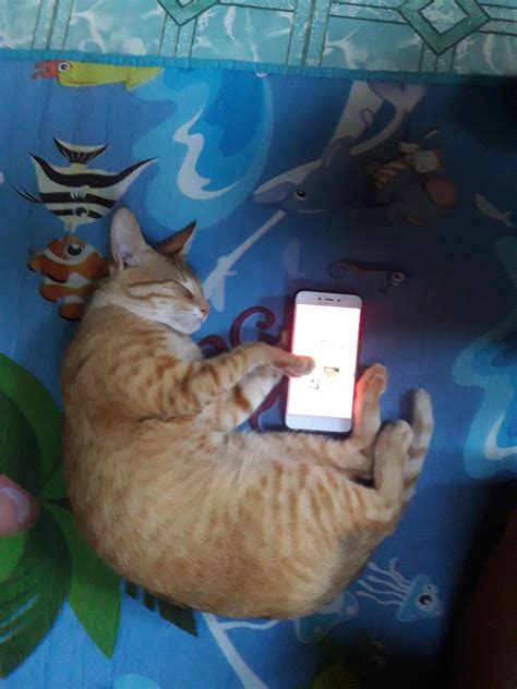 This Cat Fell Asleep For Asking Scripts For 10 Hours R Robloxhackers