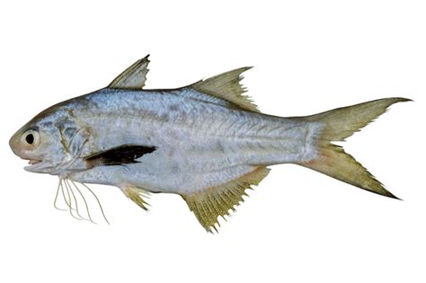Polydactylus Multiradiatus