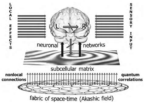 Nested Networks With Two Inputs A Proposed Hierarchy And Speculative