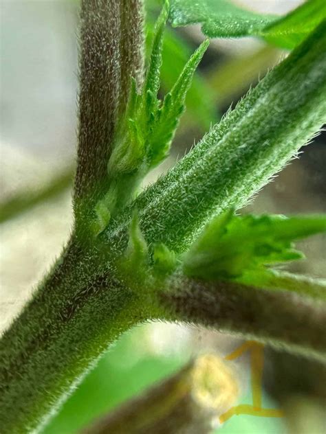 Sexing Pre Flowers Cannabis Growing Question Percys Grow Room