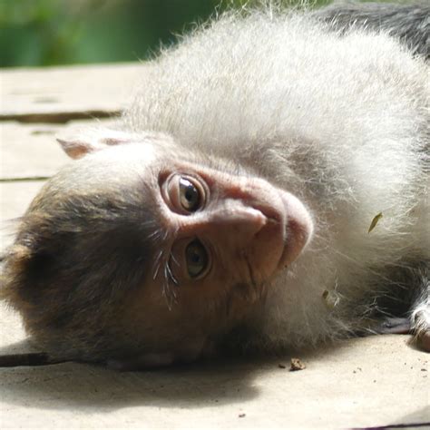 Globaledge Blog Has Animal Labor Gone Too Far Globaledge Your