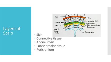 Scalp Anatomy Layers And Applied Aspects Ppt