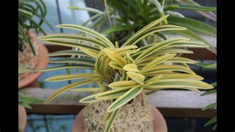 Neofinetia Falcata Youtube