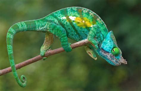 8 Animals With Amazing Eyes