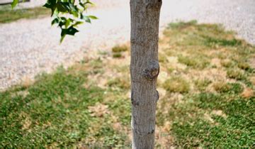 Ruby Sunset Maple USU