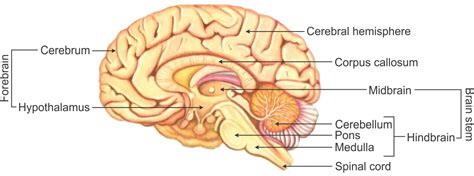 DIAGRAM Labeled Diagrams Human Brain MYDIAGRAM ONLINE