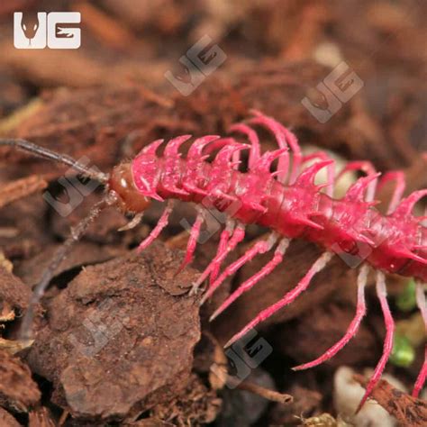 Pink Dragon Millipede Desmoxytes Planata For Sale Underground Reptiles