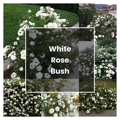 How To Grow White Rose Bush Plant Care And Tips Norwichgardener