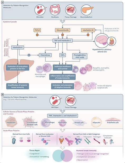 Humoral Innate Immunity And Acute Phase Proteins NEJM