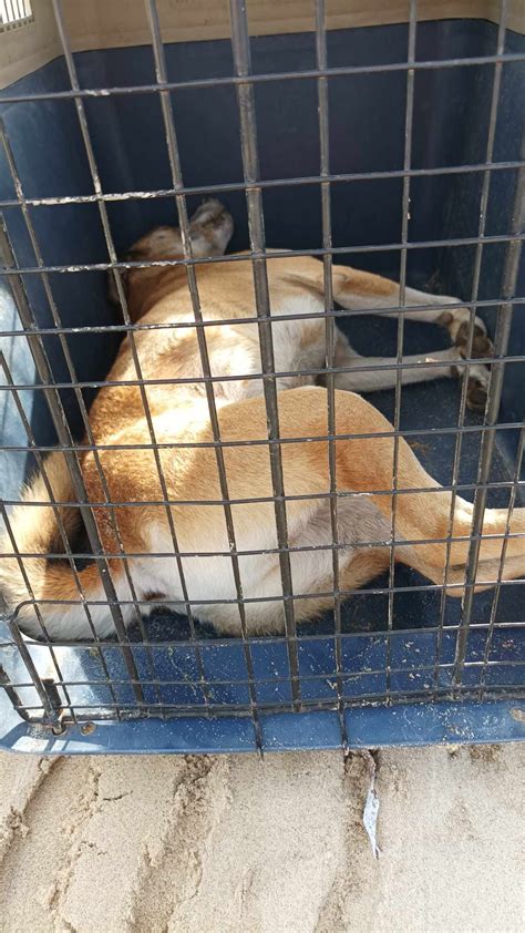 Εννιά νεκρά σκυλιά έως τώρα και 11 αγνοούνται Ακόμη και ως αυτή τη στιγμή ψαχνουν για σκυλια