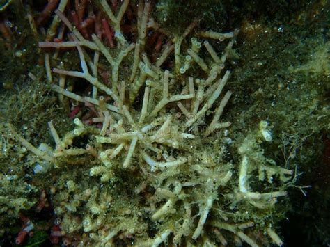 Red Algae Amphiroa Rigida Close Up Undersea Aegean Sea Greece Stock