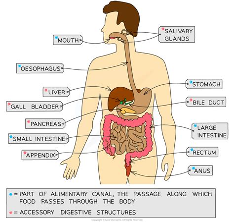 The Human Digestive System 213 Aqa Gcse Biology Revision Notes
