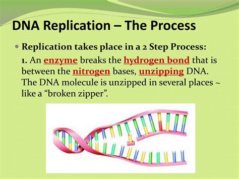 Order The Events That Occur During Dna Replication Memorial Day 2023