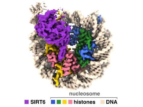 An Aging Associated Enzyme Accesses Our Genetic Material